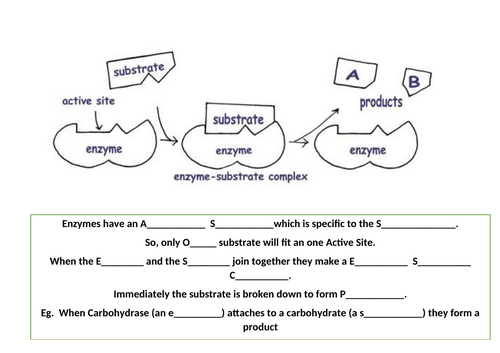 CIE iGCSE Biology 0970 (9-1) Topic 4 & 5 Biological Molecules & Enzymes ...