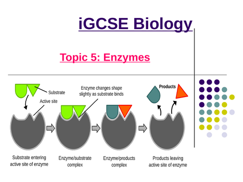 CIE iGCSE Biology 0970 (9-1) Topic 4 & 5 Biological Molecules & Enzymes ...