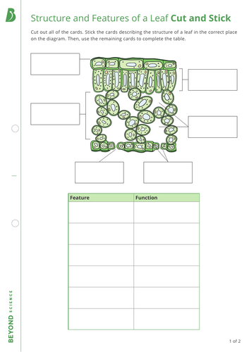CIE iGCSE Biology 0970 (9-1) Topic 6 Plant Nutrition | Teaching Resources