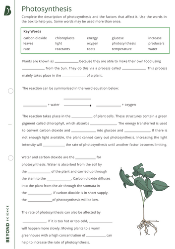 CIE iGCSE Biology 0970 (9-1) Topic 6 Plant Nutrition | Teaching Resources