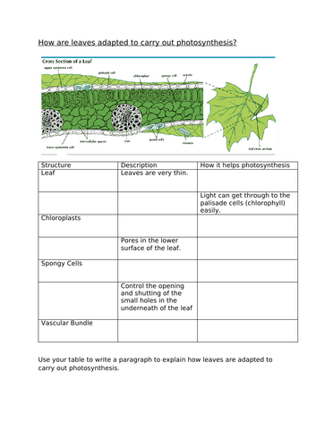 CIE iGCSE Biology 0970 (9-1) Topic 6 Plant Nutrition & Topic 8 ...