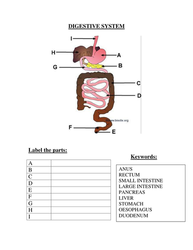 CIE iGCSE Biology 0970 (9-1) Topic 7 Human Nutrition ppt & worksheets ...