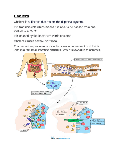 CIE iGCSE Biology 0970 (9-1) Topic 7 Human Nutrition ppt & worksheets ...