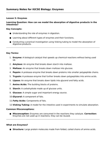 **iGCSE Biology Edexcel - ENZYMES** | Teaching Resources