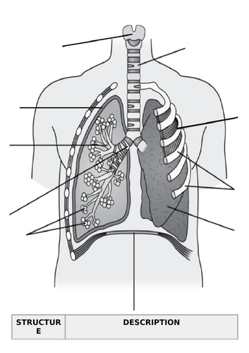 **iGCSE Biology Edexcel - HUMAN GAS EXCHANGE - STRUCTURES** | Teaching ... **iGCSE Biology Edexcel - HUMAN GAS EXCHANGE - STRUCTURES** | Teaching ...