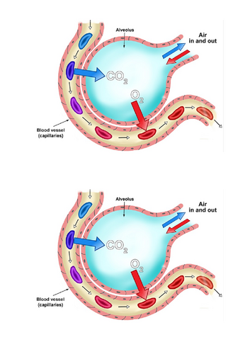 **iGCSE Biology Edexcel - ROLE OF THE ALVEOLI** | Teaching Resources