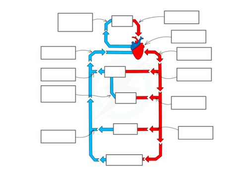 **iGCSE Biology Edexcel - BLOOD VESSELS** | Teaching Resources