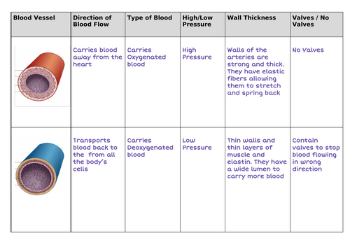 **iGCSE Biology Edexcel - BLOOD VESSELS** | Teaching Resources