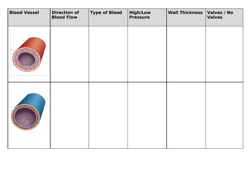 **iGCSE Biology Edexcel - BLOOD VESSELS** | Teaching Resources