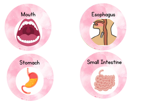 Year 4 Curriculum themed Table Names | Teaching Resources