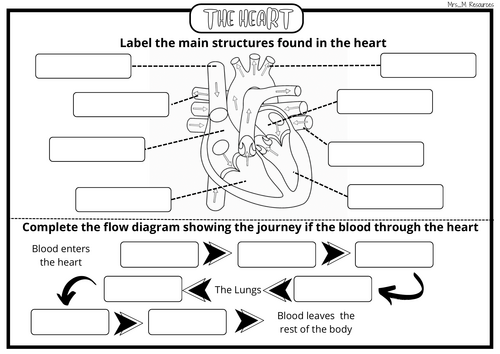 B2- The Heart and Blood Vessels (GCSE) | Teaching Resources