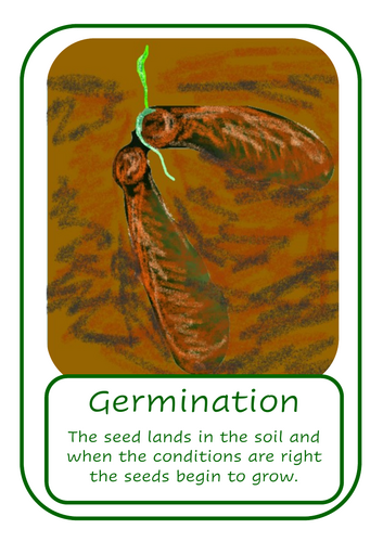 Trees - Plants KS1 Science | Teaching Resources