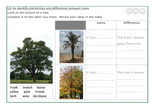 Trees - Plants KS1 Science | Teaching Resources