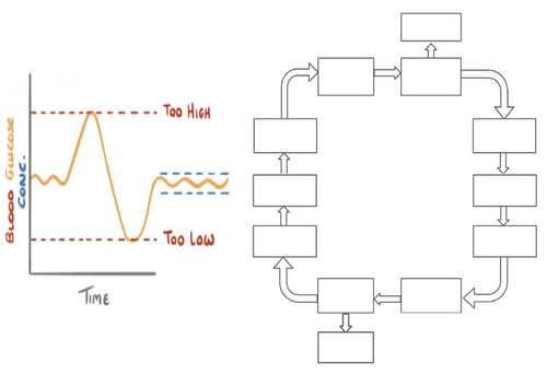 **iGCSE Biology Edexcel - CONTROL OF BLOOD GLUCOSE** | Teaching Resources