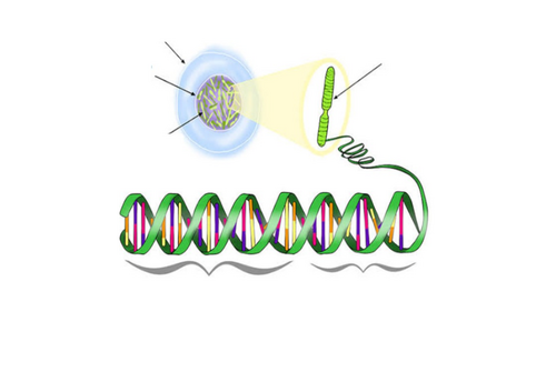 **iGCSE Biology Edexcel - DNA, GENES & CHROMOSOMES** | Teaching Resources