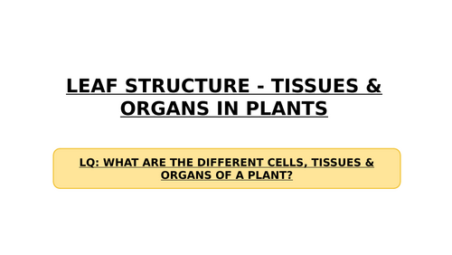 Igcse Biology Edexcel Leaf Structure Tissue And Organs Teaching Resources