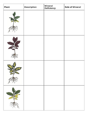 **iGCSE Biology Edexcel - PLANT MINERALS** | Teaching Resources