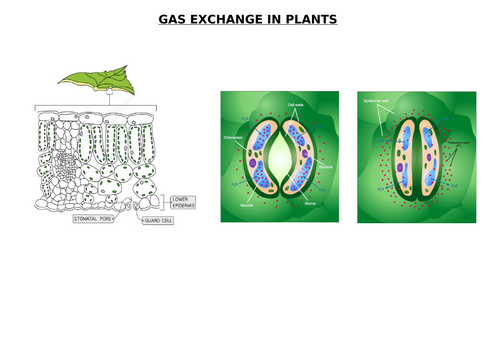 **iGCSE Biology Edexcel - GAS EXCHANGE IN PLANTS** | Teaching Resources