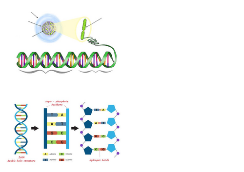 **iGCSE Biology Edexcel - DNA, GENES & CHROMOSOMES** | Teaching Resources