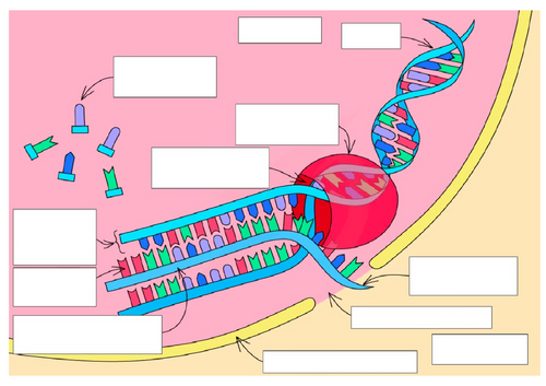 Igcse Biology Edexcel Protein Synthesis Transcription Teaching