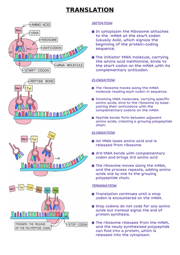 **iGCSE Biology Edexcel - PROTEIN SYNTHESIS - TRANSLATION** | Teaching ...
