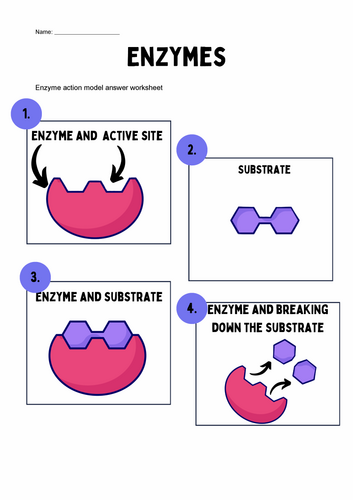 Enzyme action worksheet | Teaching Resources