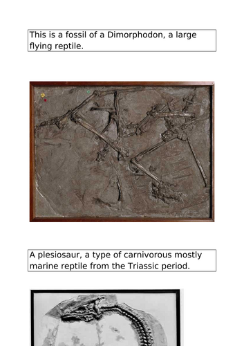 The history of Dinosaurs Key Stage 1 | Teaching Resources
