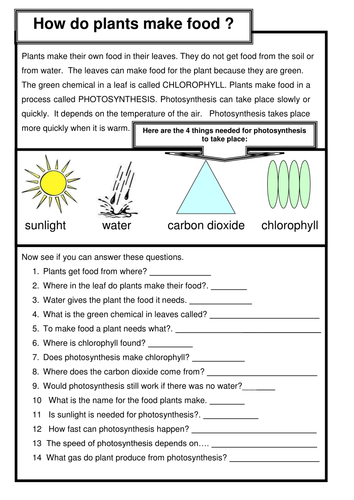 Respiration and Photosynthesis (Year 8) Activate KS3 | Teaching Resources