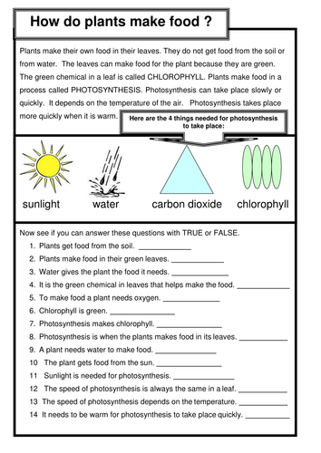Respiration and Photosynthesis (Year 8) Activate KS3 | Teaching Resources