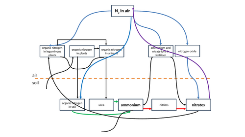 Recycling nitrogen (OCR A-level Biology) | Teaching Resources
