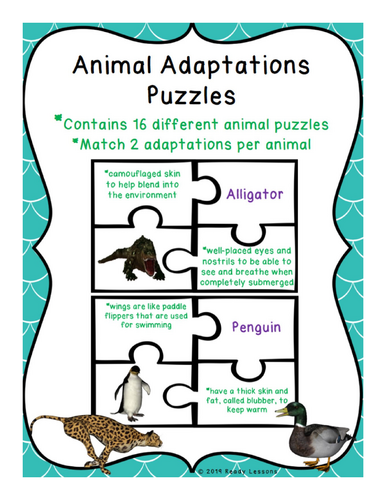 Animal Adaptations | Teaching Resources