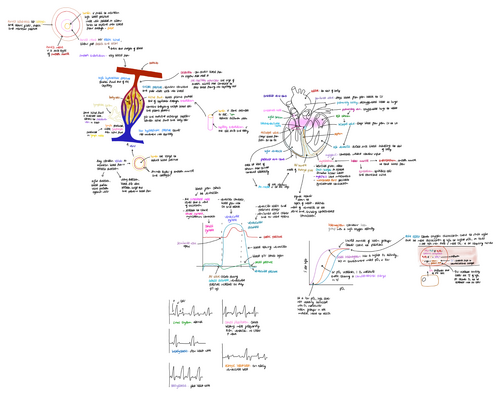 Module 3 OCR AS level biology: Transport in Animals | Teaching Resources