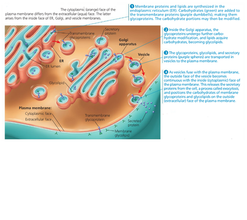 Unit 2 : Cells (IGCSE Biology) | Teaching Resources