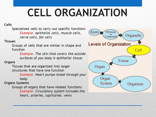 Unit 2 : Cells (IGCSE Biology) | Teaching Resources