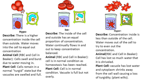 Unit 3 : Movement in and out of cells (IGCSE Biology) | Teaching Resources