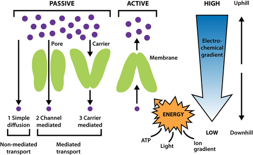 Unit 3 : Movement in and out of cells (IGCSE Biology) | Teaching Resources