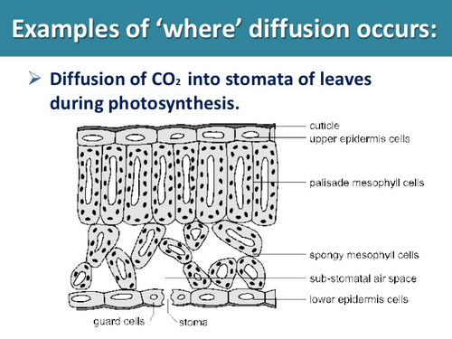 Unit 3 : Movement in and out of cells (IGCSE Biology) | Teaching Resources
