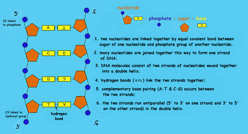 Unit 4 : Biological molecules (IGCSE Biology) | Teaching Resources