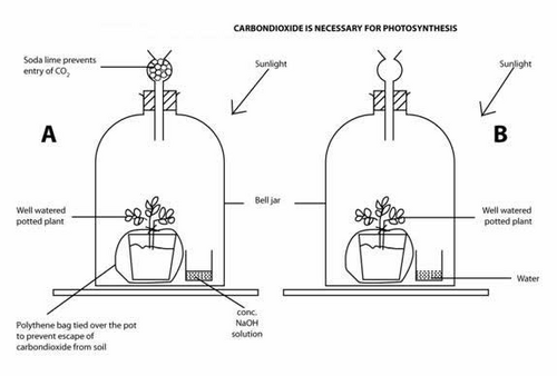 Unit 6 : Plant nutrition (IGCSE Biology) | Teaching Resources