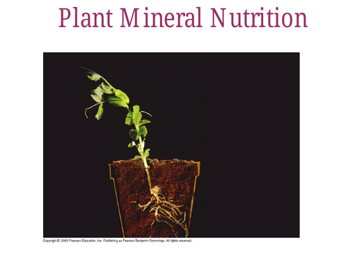 Unit 6 : Plant nutrition (IGCSE Biology) | Teaching Resources