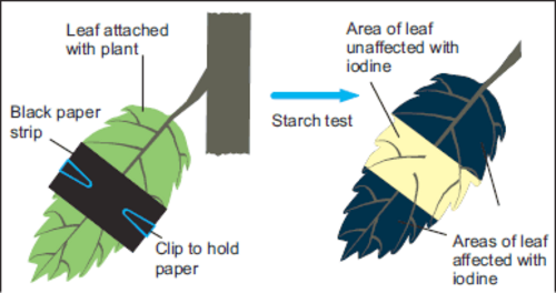 Unit 6 : Plant nutrition (IGCSE Biology) | Teaching Resources