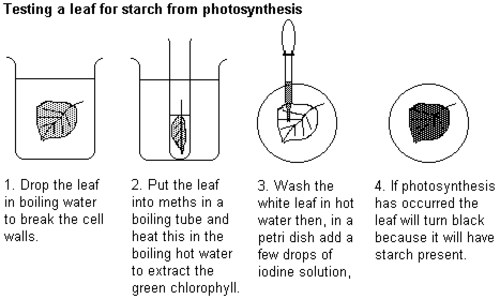 Unit 6 : Plant nutrition (IGCSE Biology) | Teaching Resources