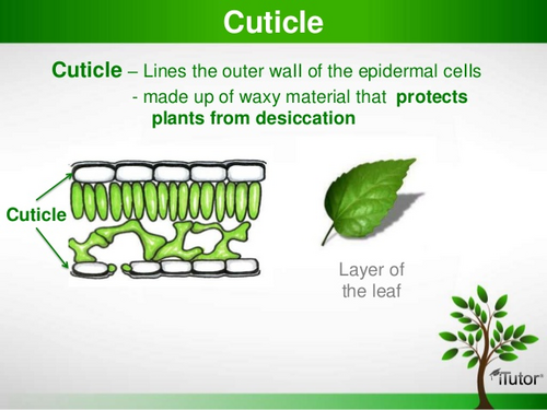 Unit 6 : Plant nutrition (IGCSE Biology) | Teaching Resources