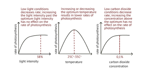 Unit 6 : Plant nutrition (IGCSE Biology) | Teaching Resources