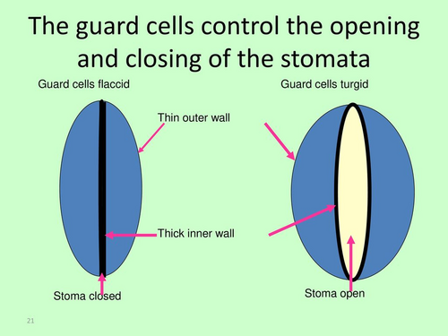 Unit 6 : Plant nutrition (IGCSE Biology) | Teaching Resources