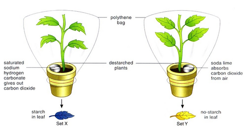 Unit 6 : Plant nutrition (IGCSE Biology) | Teaching Resources