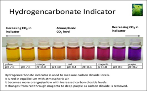 Unit 6 : Plant nutrition (IGCSE Biology) | Teaching Resources