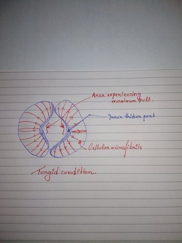 Unit 6 : Plant nutrition (IGCSE Biology) | Teaching Resources