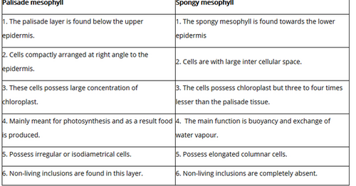 Unit 6 : Plant nutrition (IGCSE Biology) | Teaching Resources