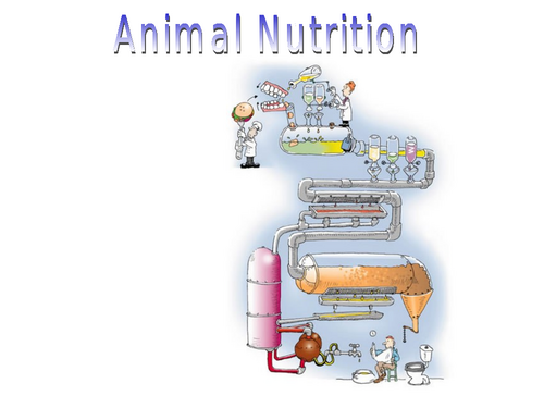 Unit 7 : Animal nutrition (IGCSE Biology) | Teaching Resources